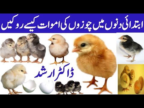 How to Reduce Early Chick Mortality | Save Chicks | Chicken Farming ...