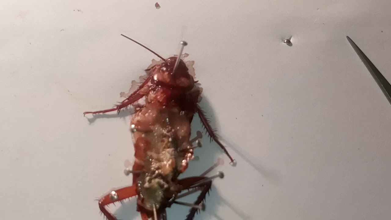 Cockroach Blood (Open type of Circulatory System ) Bio science # - YouTube