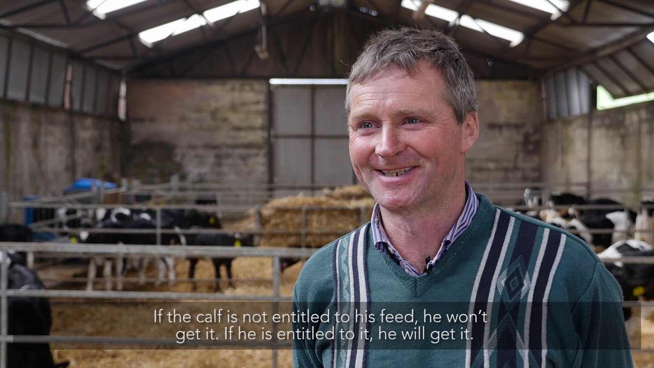 Arrabawn - Milk for Profit - Farming for Future Calf Feeder - YouTube