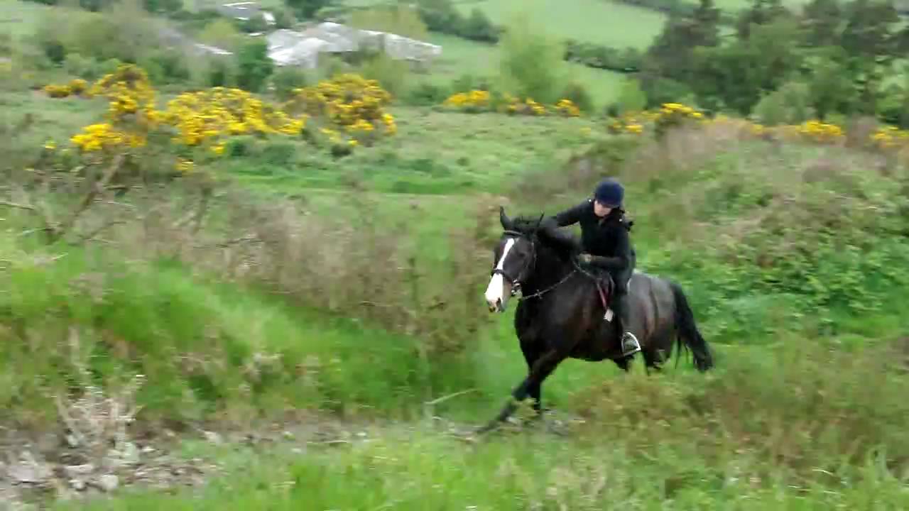 Horse Galloping Up Hill (Fast) 1 - YouTube