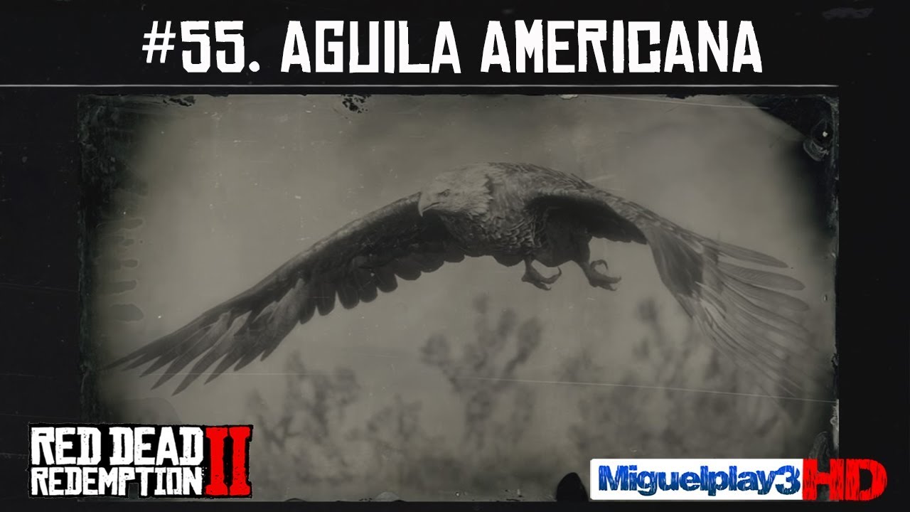Localización Águila Americana - #55. Compendio Animales - Red dead ...