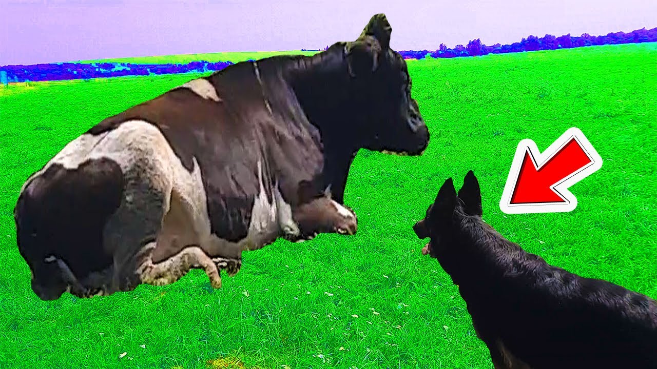 How German Shepherd Shakira React to Cow? - YouTube