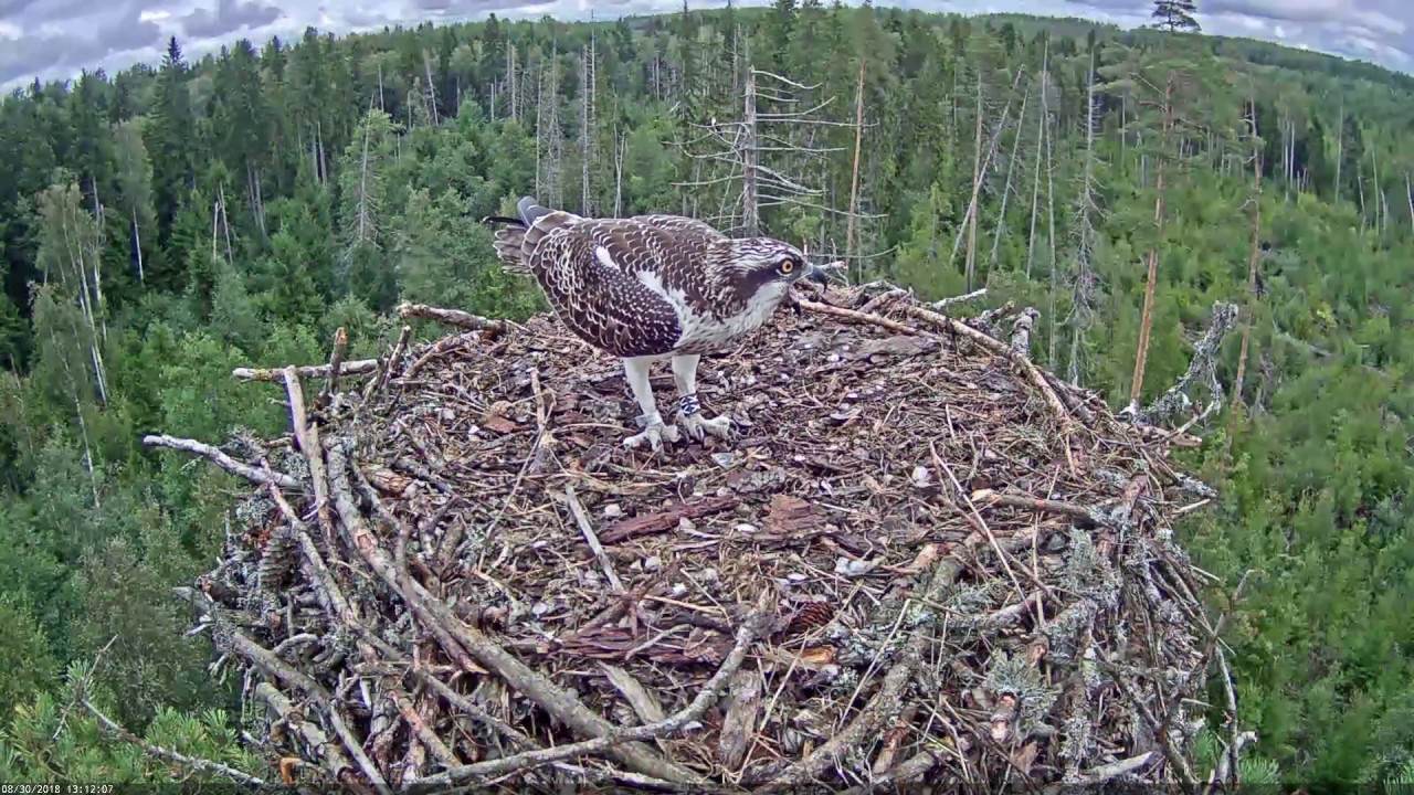 Osprey (Kalakotkas) 2018 - YouTube