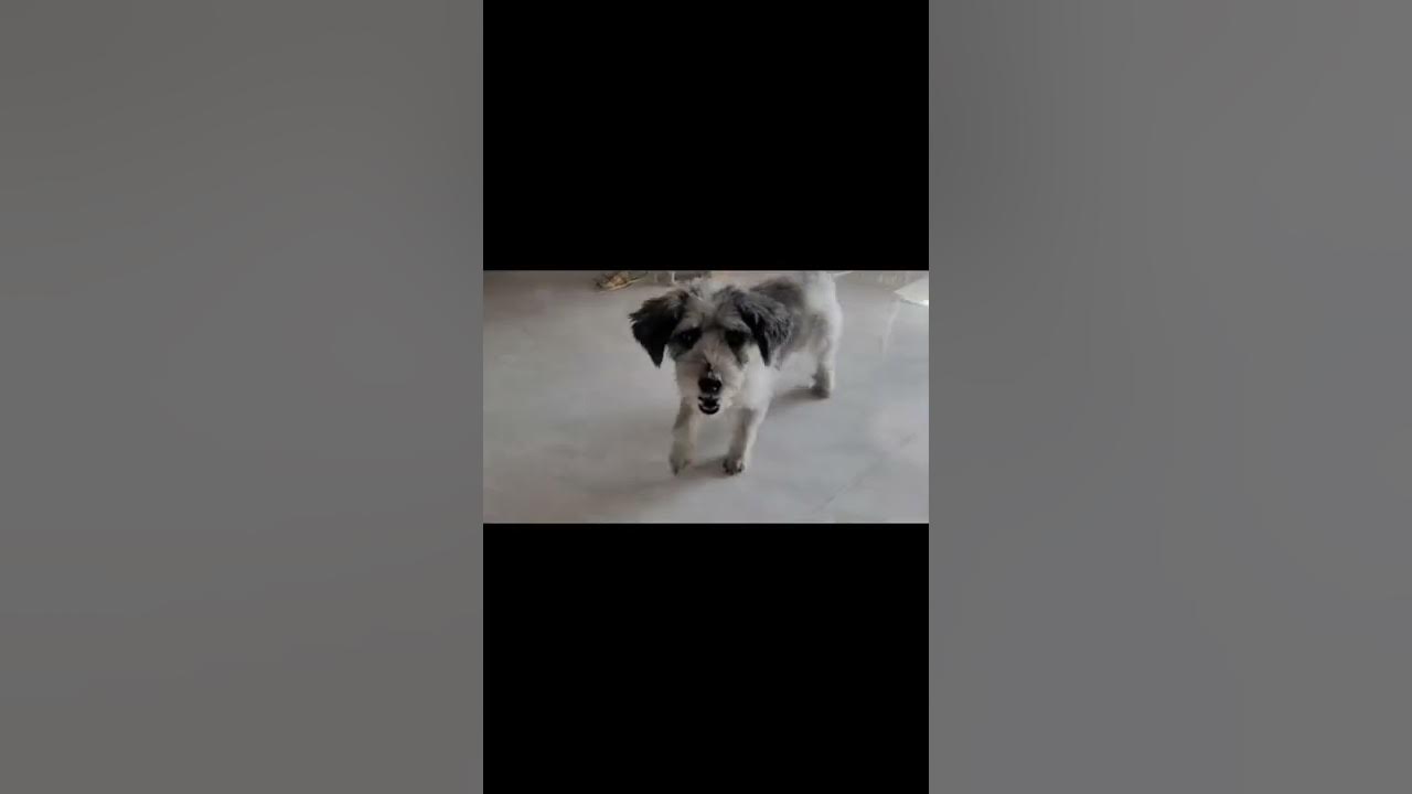 밤톨 Bamtol - YouTube