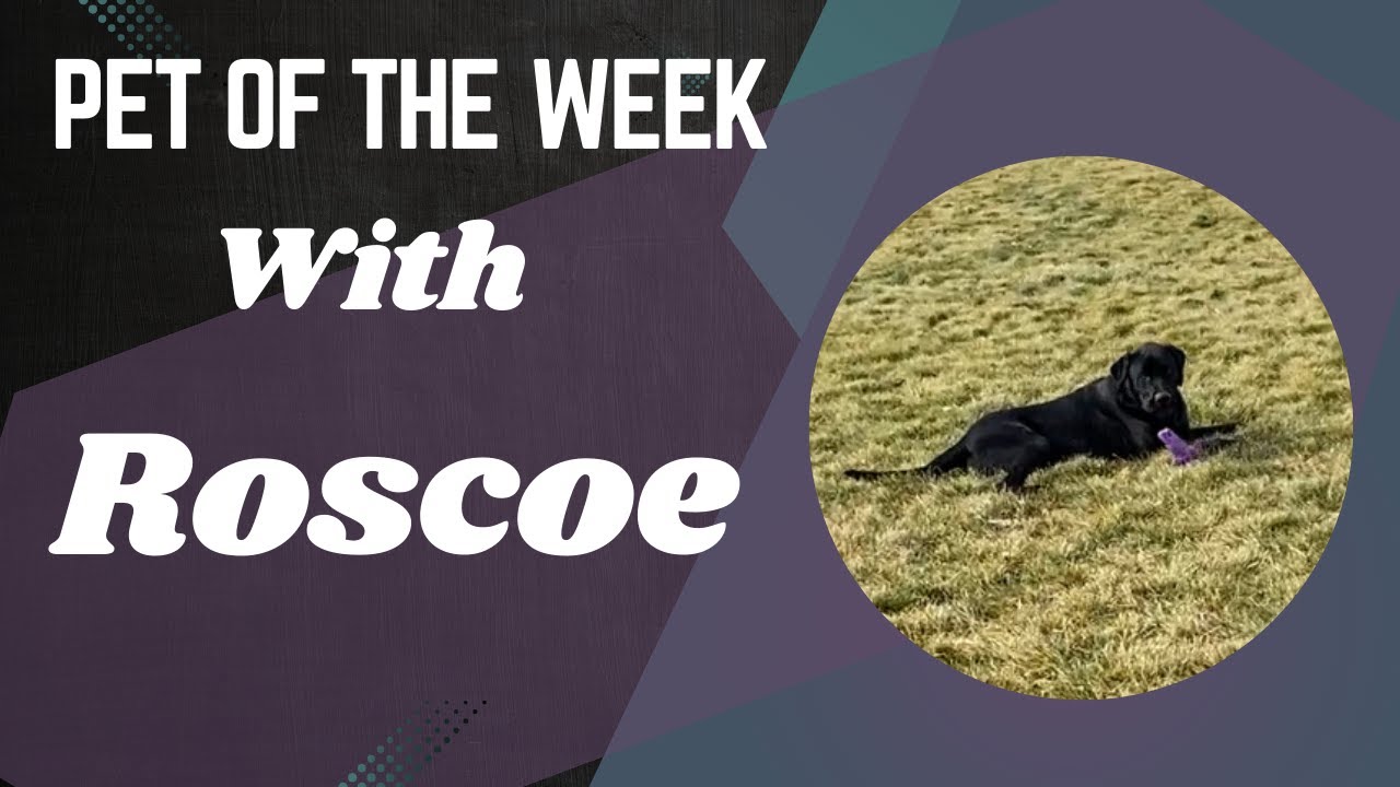 Meet Roscoe - YouTube