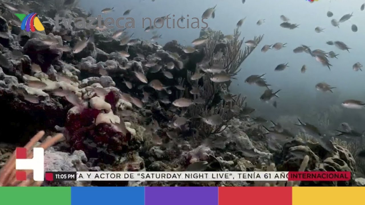 Pez león, invasor sin depredador natural en aguas del Golfo de México ...