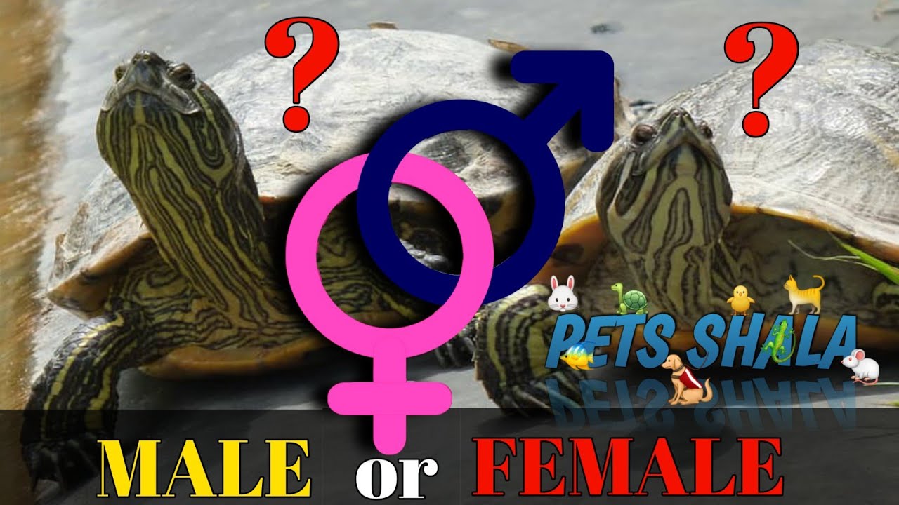 How to tell if your turtle is Male Or Female in Hindi | Red eared ...