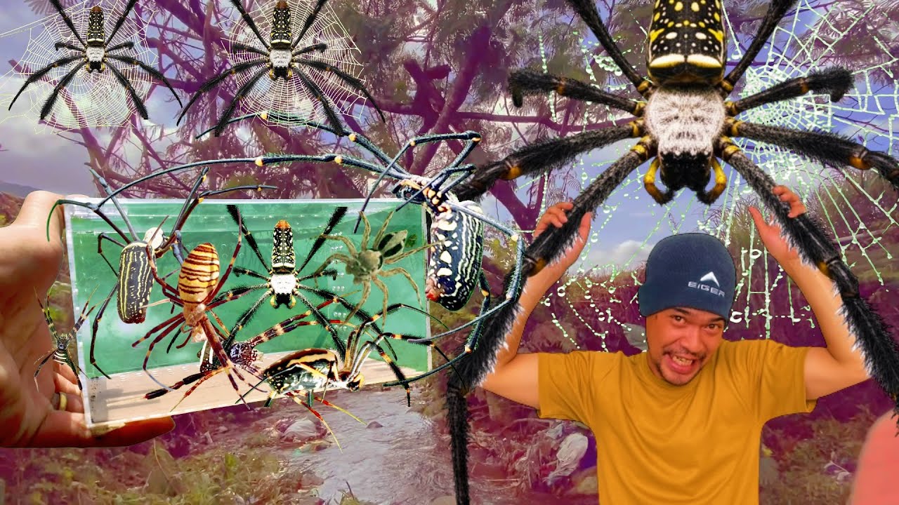 Spider Hunting Advanture‼️ Catching Giant Golden Spider, Orb/Weaving Spider, Gagamba in the Wild ...