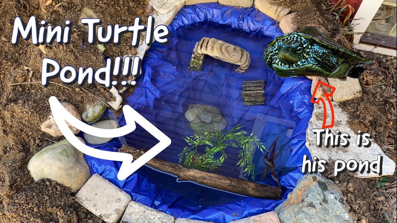Building a Backyard MINI POND!!! - YouTube