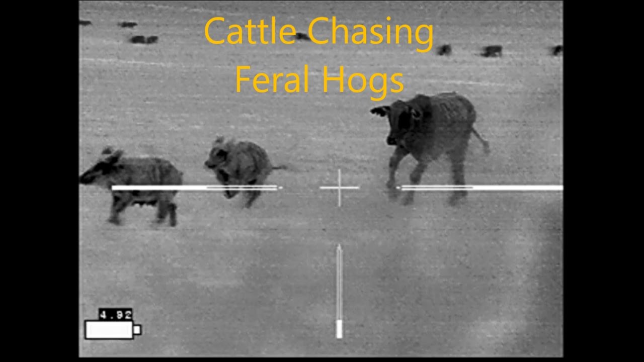 Cattle Chasing Feral Hogs - Hunt Ruined - YouTube