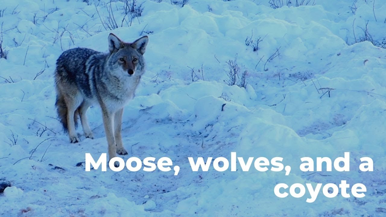 Wildlife Sightings: Moose, Wolves, and a Coyote in Yellowstone National ...