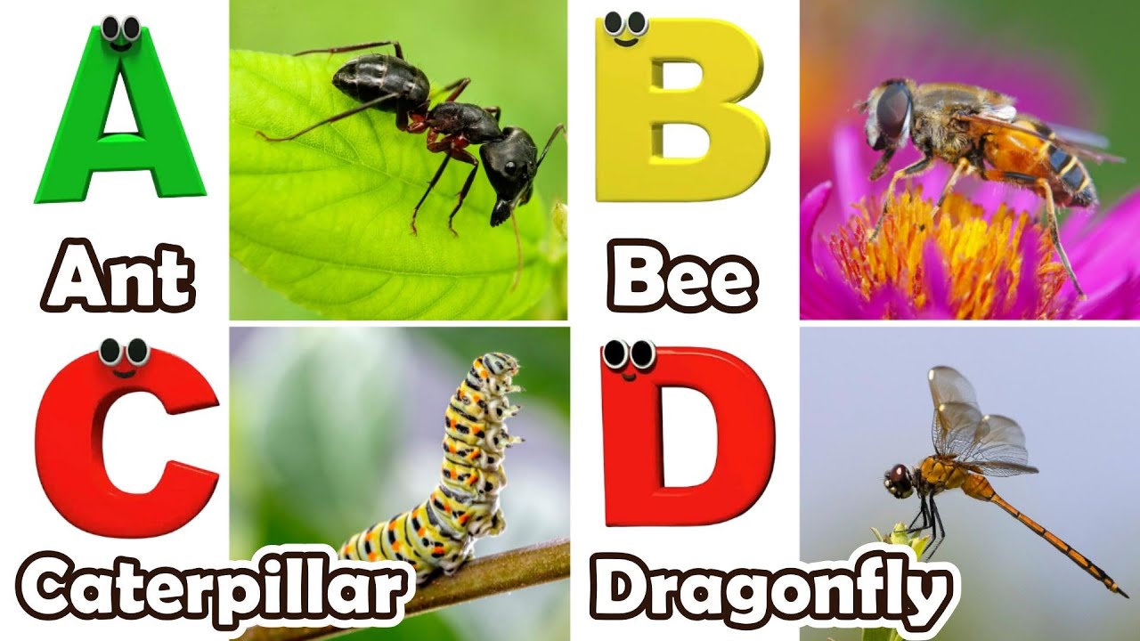 Insects ABC Song for Kids | Insects for Kids | Phonics for Kids ...