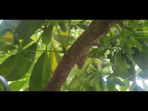 önerilen çiçek videoları.