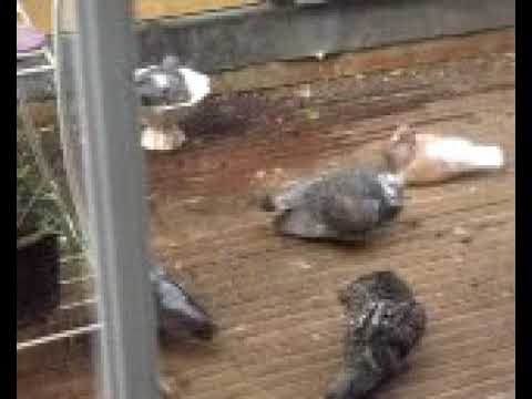 Frank Dougan Beautiful naked birds having a bath uncensored - YouTube