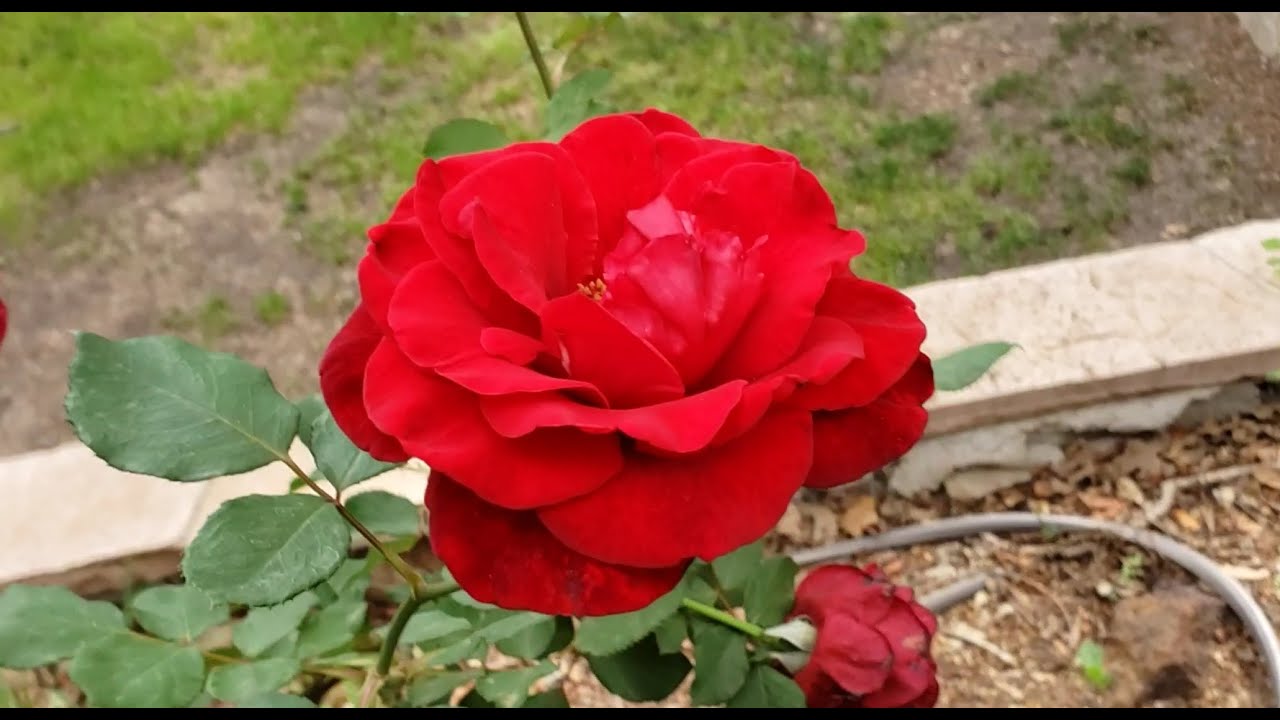 Finally Spring!! - YouTube