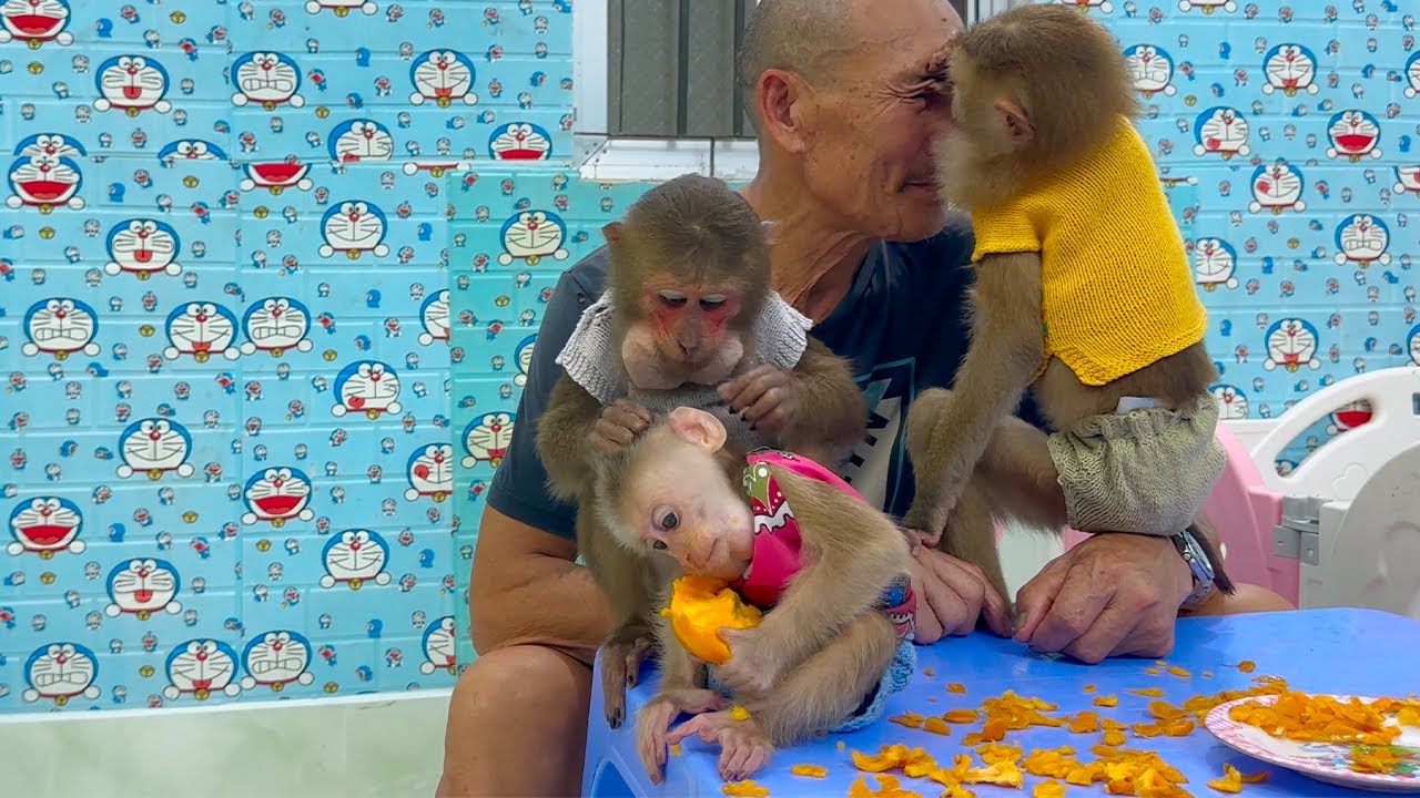 Monkey gentle care with a happy family - YouTube