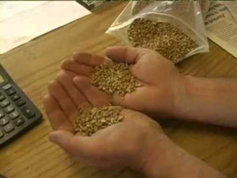 Wheat farming: and introduction for children - YouTube