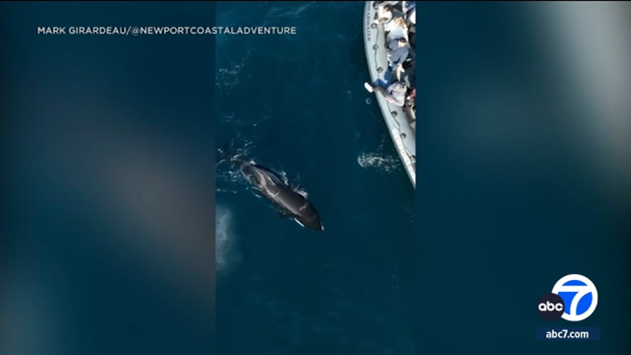 More orcas being spotted off SoCal's coast - YouTube