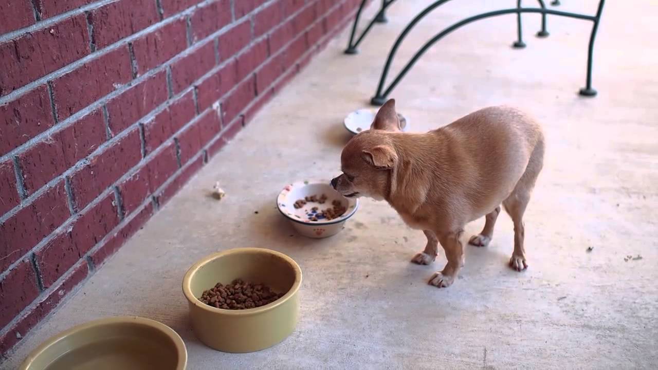 Dixie and the Cat Food - YouTube