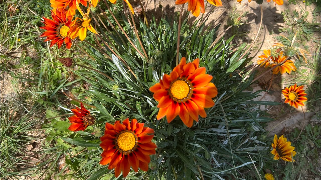 JESUS DWELLS AMONGST THE LILIES OF THE FIELD (THE DAUGHTERS OF ISRAEL ...