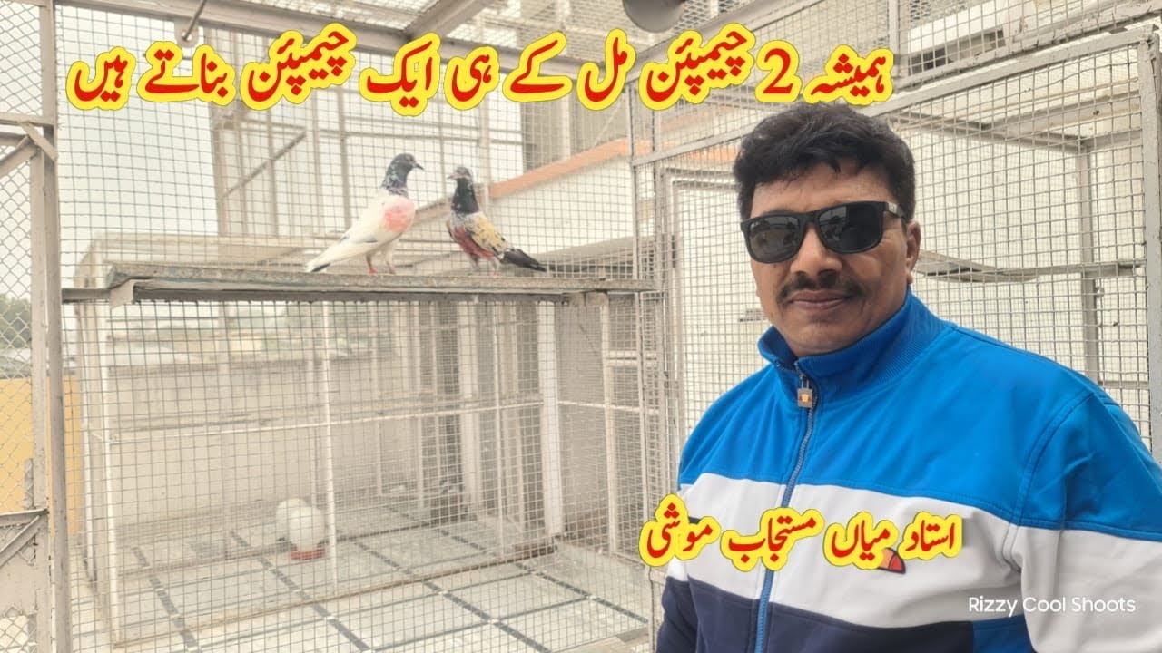Champion kabootro ka Pair laga dia | Ustad Mian Mustajab Moshi - YouTube