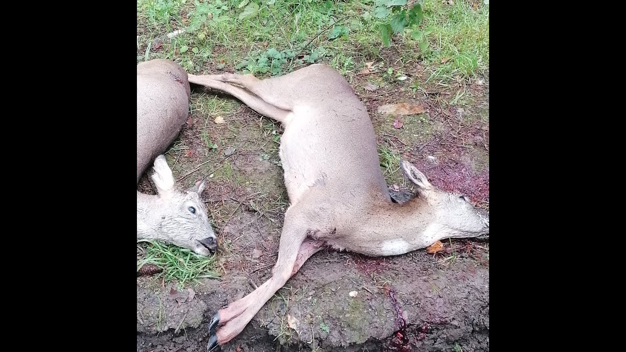 Driven hunt in Belgium/ Battue en Belgique #1 2019/2020 - YouTube
