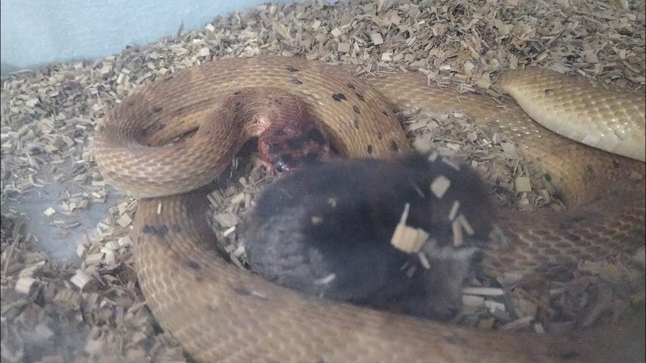 how to feed home snake and how tame snake aggressive snake feed a ...