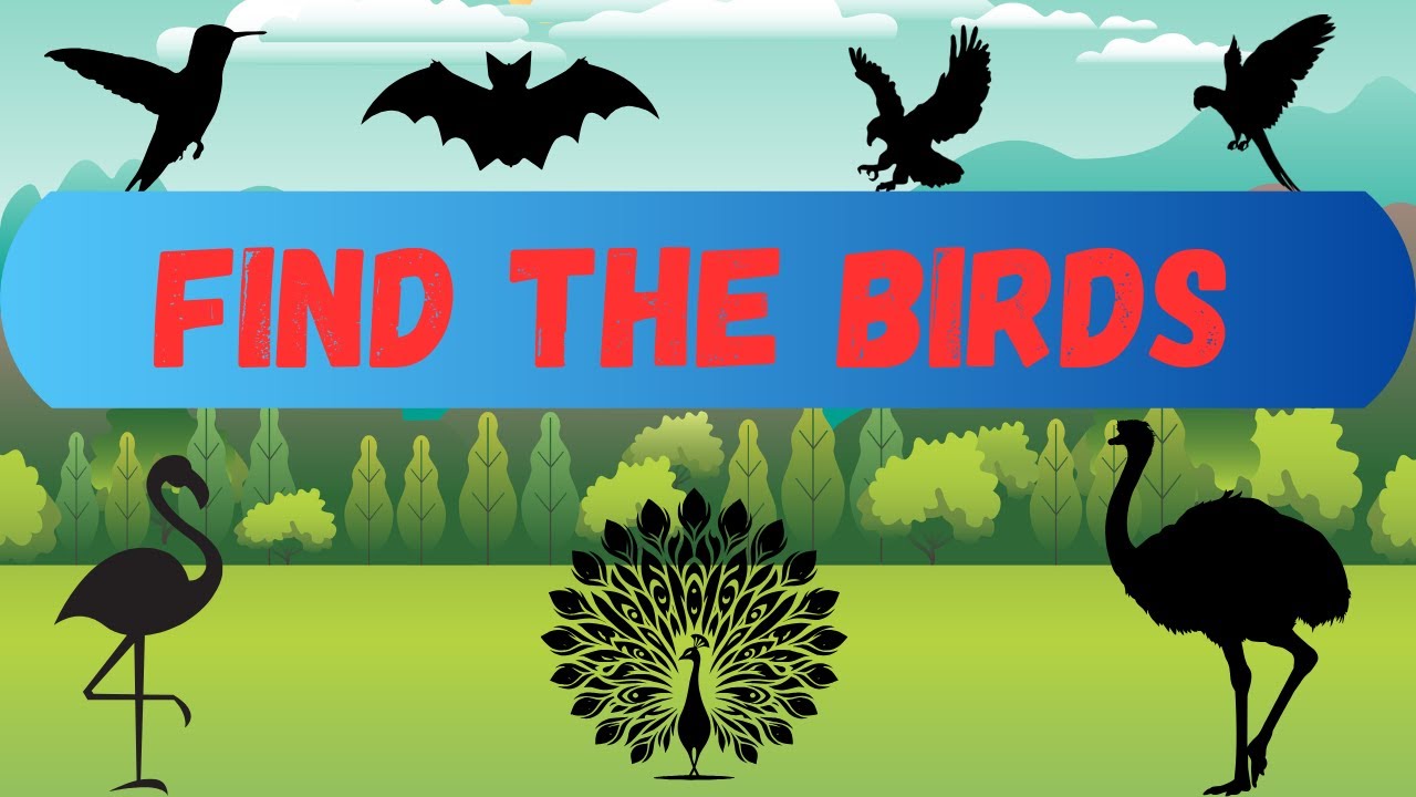 Guess the Birds By Shadow | Birds Quiz @XYZKIDSCLUB - YouTube