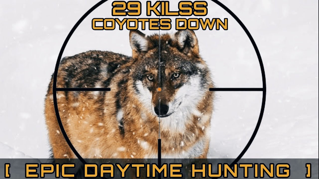 29 Kilss coyotes down [ EPIC DAYTIME HUNTING ] - YouTube