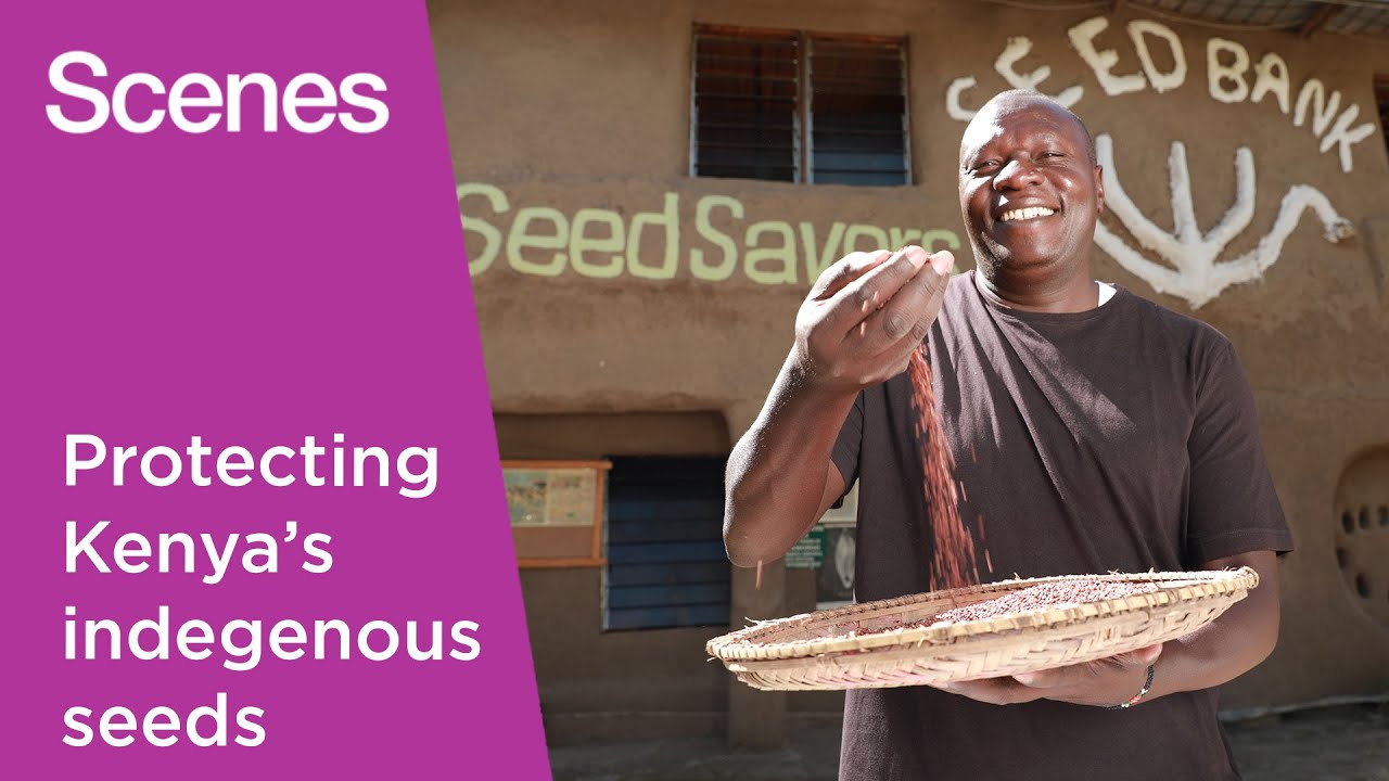Watch: The Kenyan network saving seeds for future generations | Scenes ...