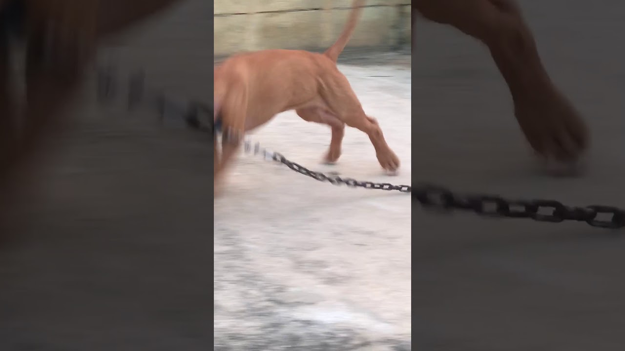 One way to discover the real APBT ( The best Breeder of real Pitbulls ...