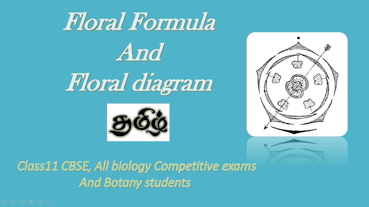 Floral formula and Floral diagram. Subha's Life Science Tamil. CBSE Biology, NEET #BSc botany ...