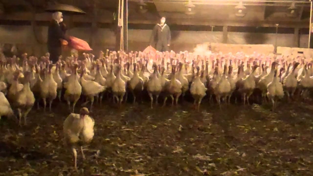 Turkey Tracks: Market Bound - YouTube