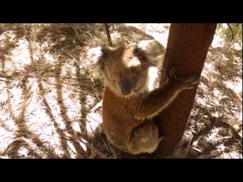 Thirsty koala drinks from water bottle - YouTube
