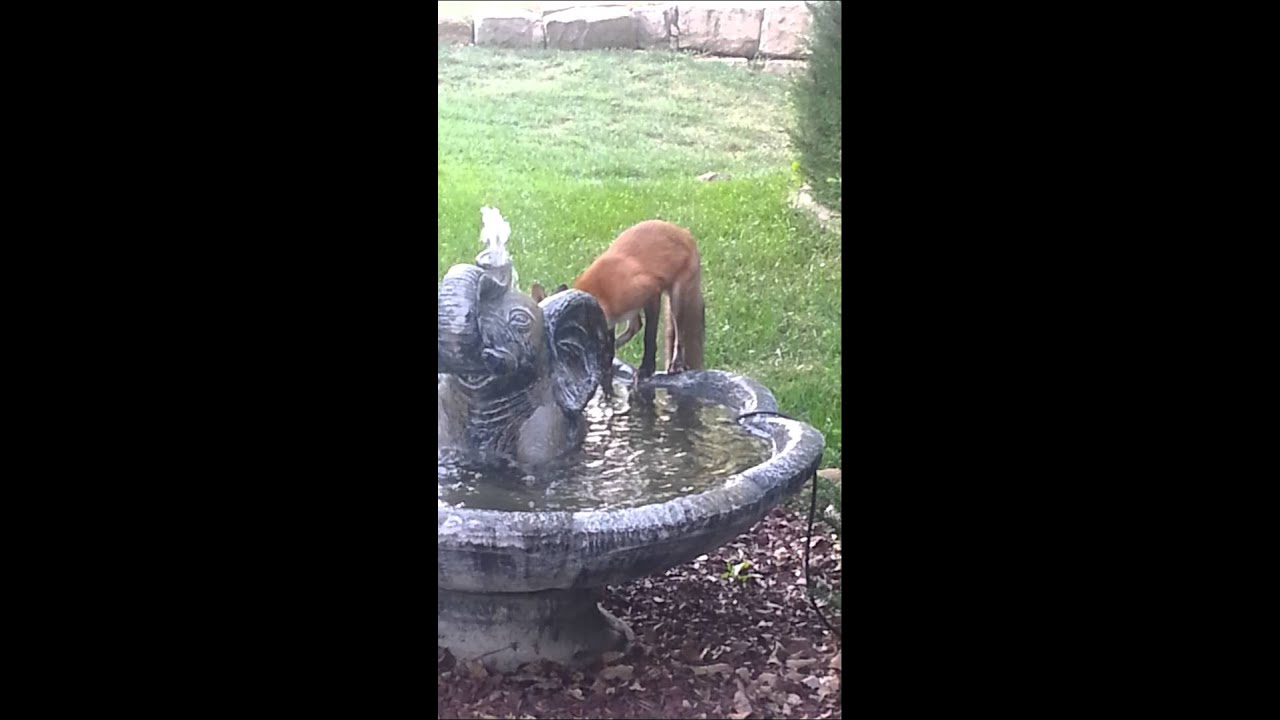 Fox in the fountain - YouTube