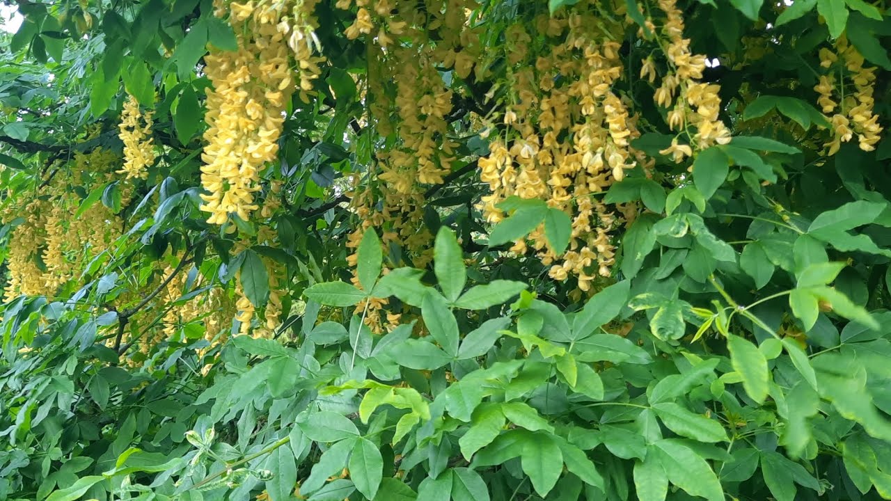 shamalia fi London yo hido de paseo en burnley Nelson fi manchester ...