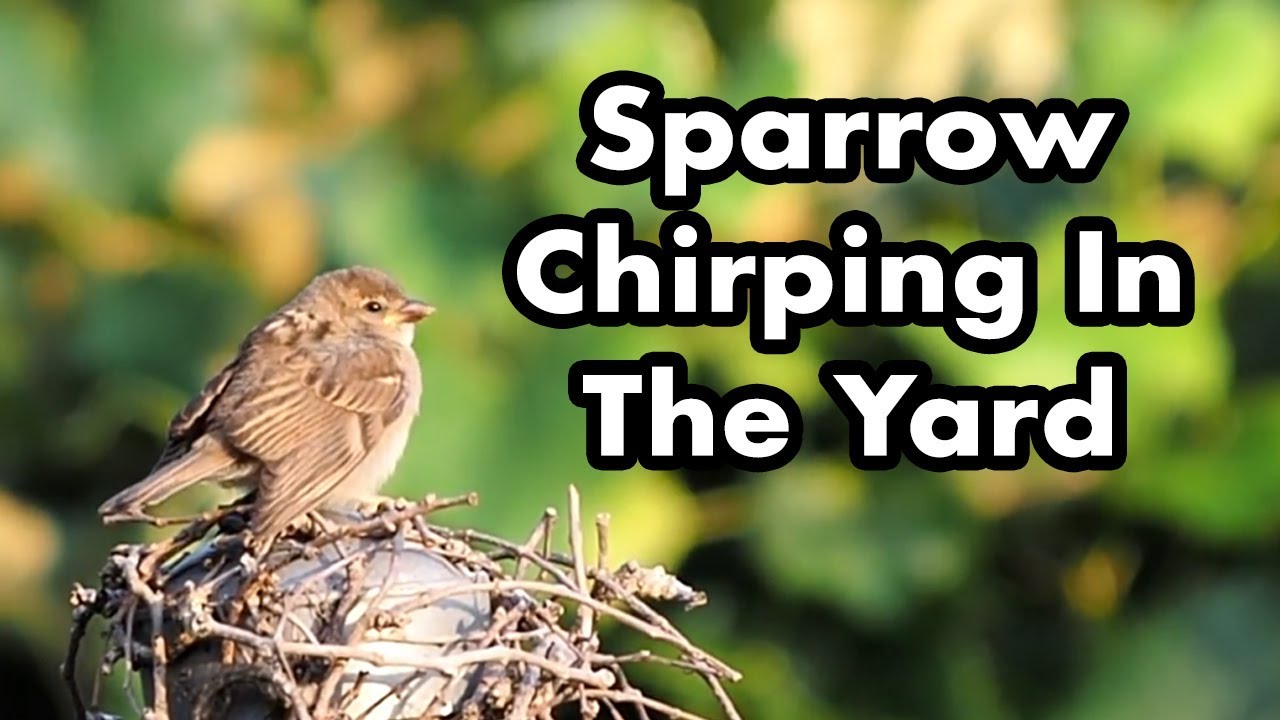 House Sparrow Chirping On A Fence Post - Bird Sounds and Call - Small ...