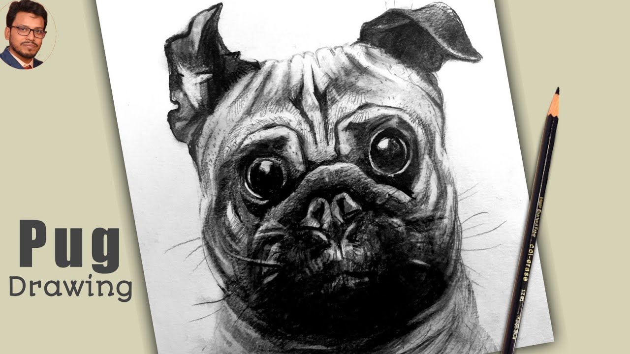 Pug shading/Dog drawing step by step/palash swar - YouTube