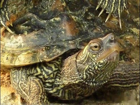 Chov Želva mapová, mississipska, kylnata, jak udělat želvarium - YouTube