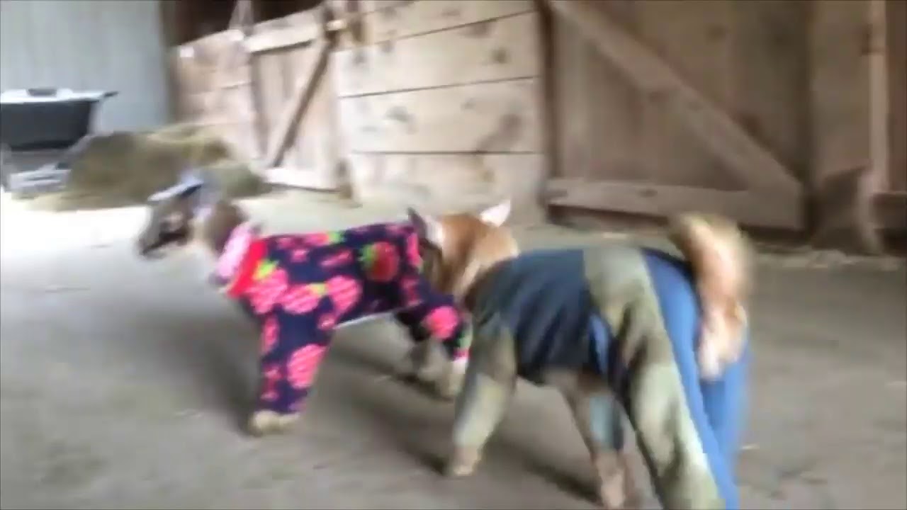 Itchy Rich Goat Rave - YouTube