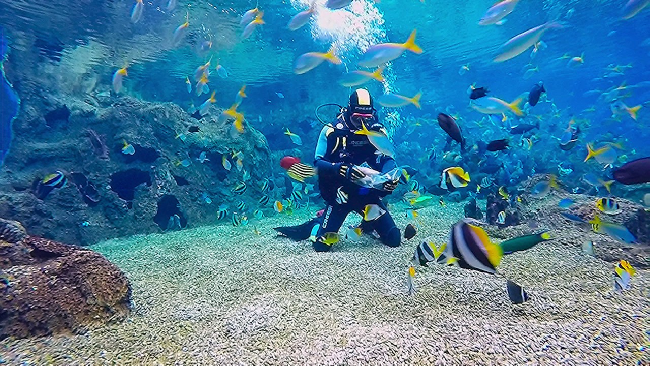 Baby Shark Ray - YouTube