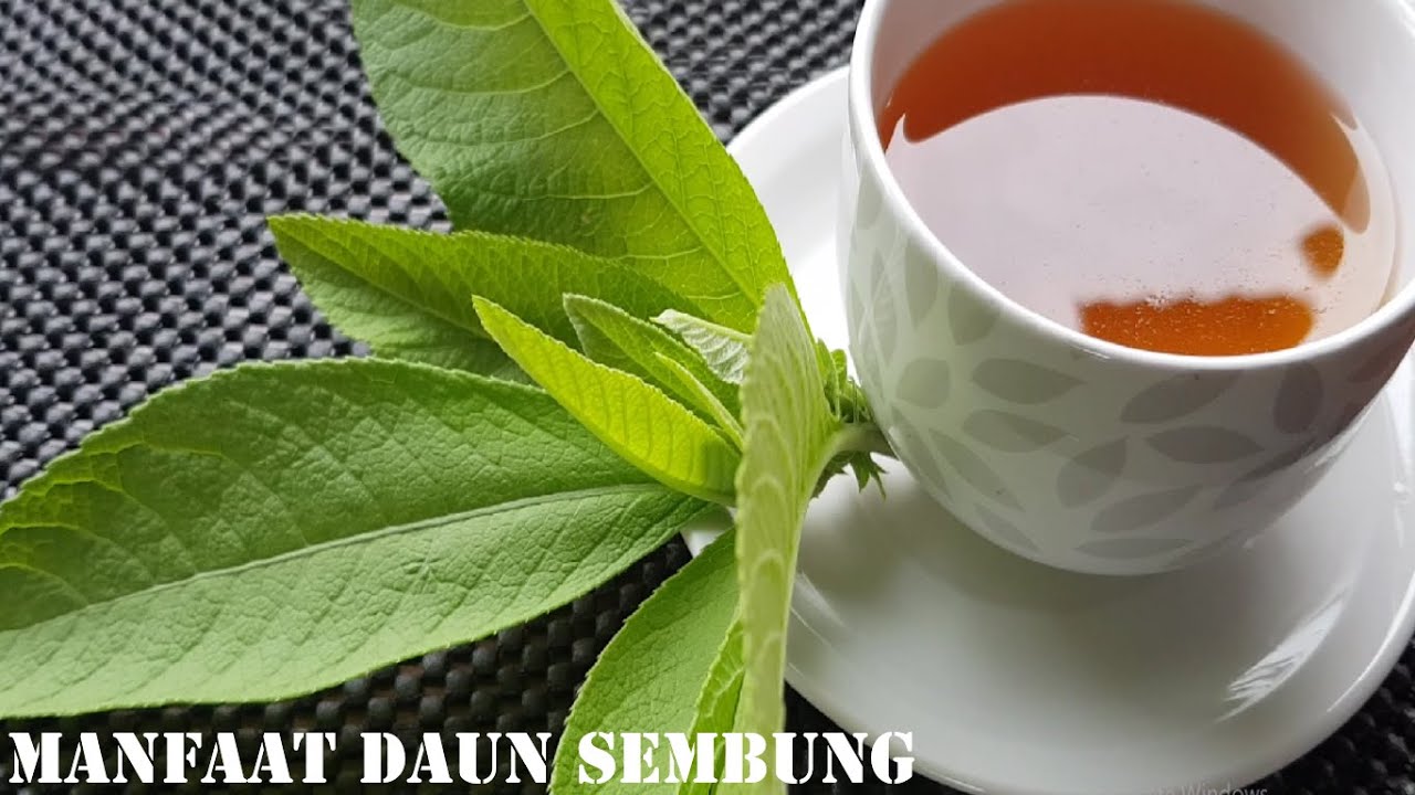 Resep meracik daun SEMBUNG obat HERBAL tradisional untuk LAMBUNG sehat ...