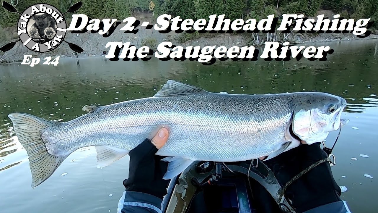 YAAY Ep24: Day 2 - Kayak Steelhead Fishing The Saugeen River - YouTube