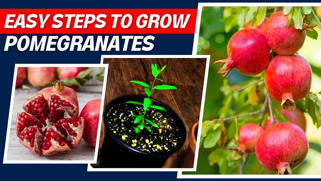 Best And Easiest Way to Grow Pomegranate From Seeds - YouTube