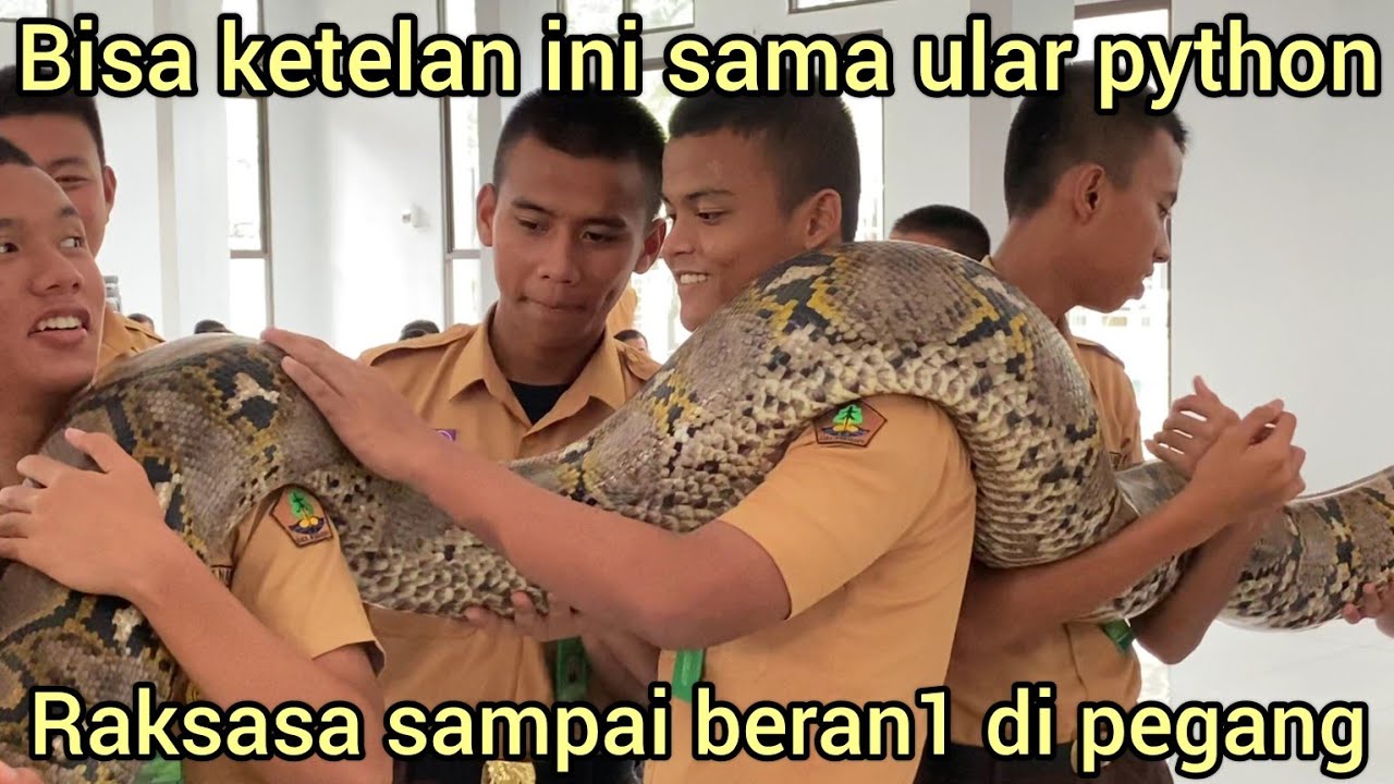HEBOH SEMUA , ULAR PYTHON RAKSASA DI GOTONG ANAK SMK RAMAI-RAMAI - YouTube