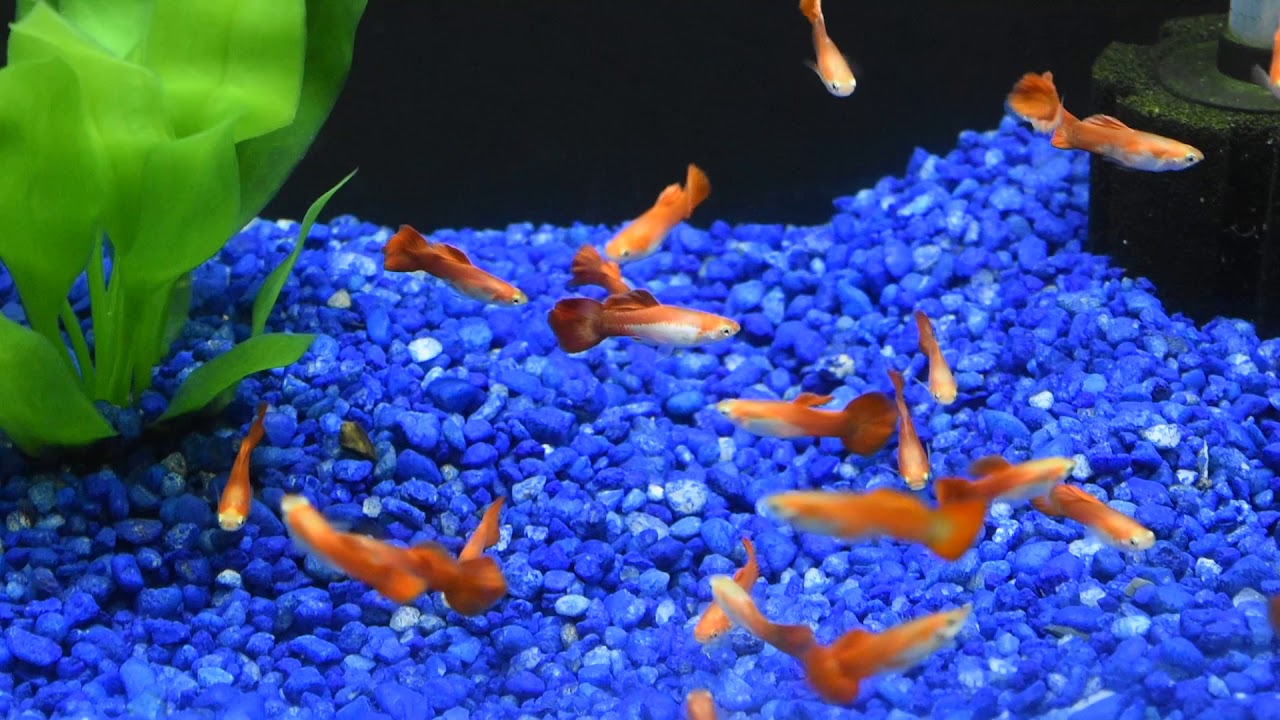 Male Red Fire Guppies - YouTube