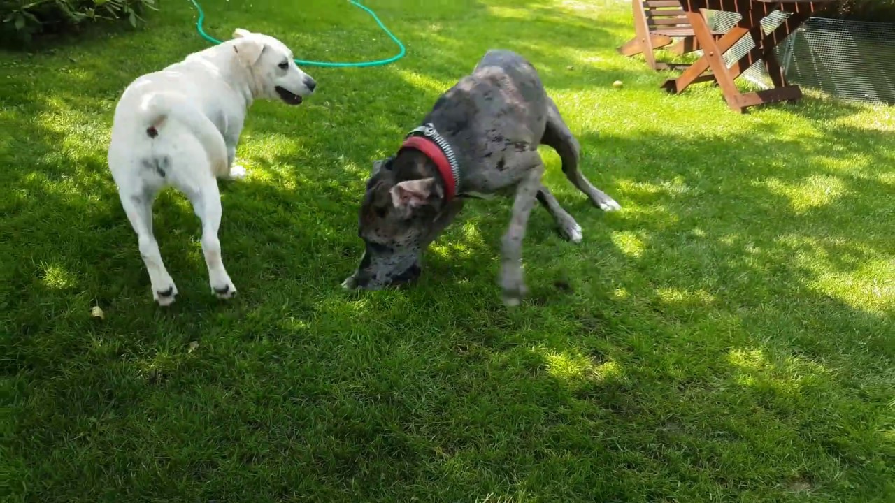 Dogs playing in the garden - YouTube