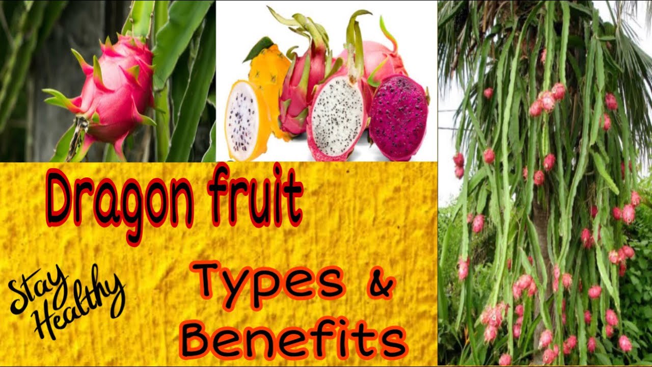 How to pick dragon fruit health benefits of dragon fruit | types of ...