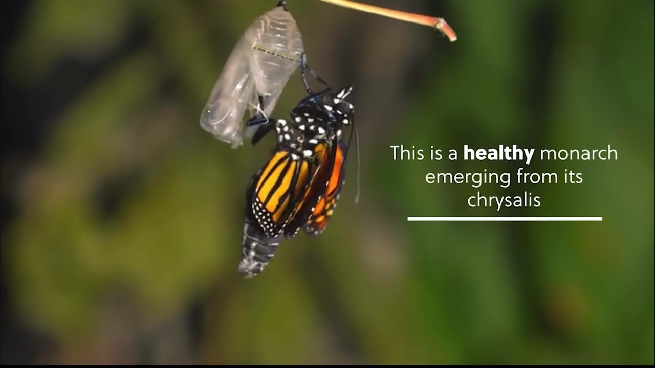 Project Monarch Health Promotional Video - YouTube