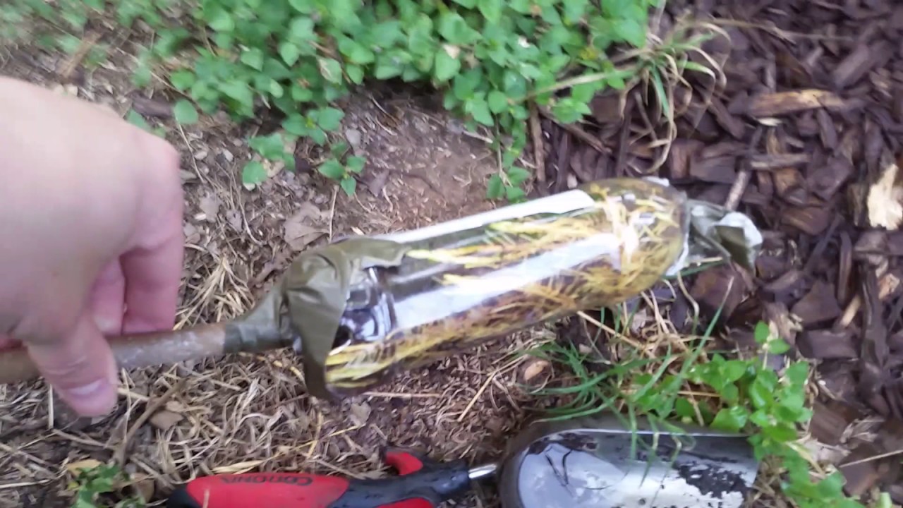 oak tree clone - YouTube